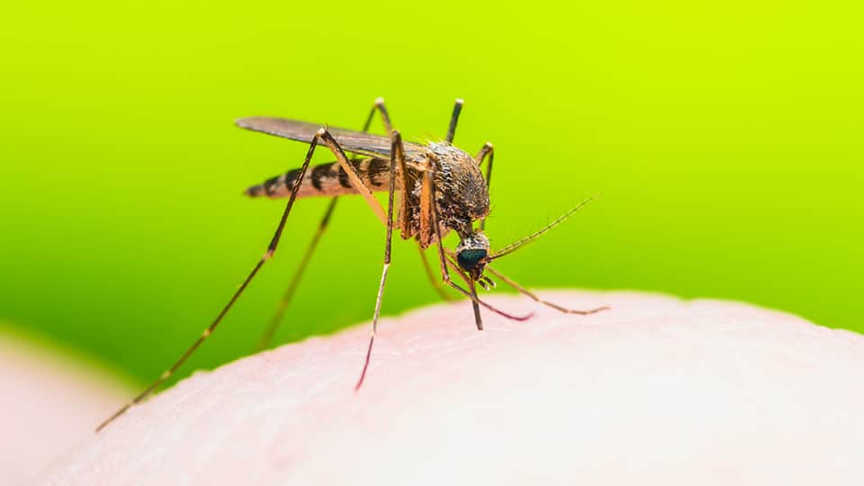 So hältst du Mücken ganz ohne Chemie fern - Tipps