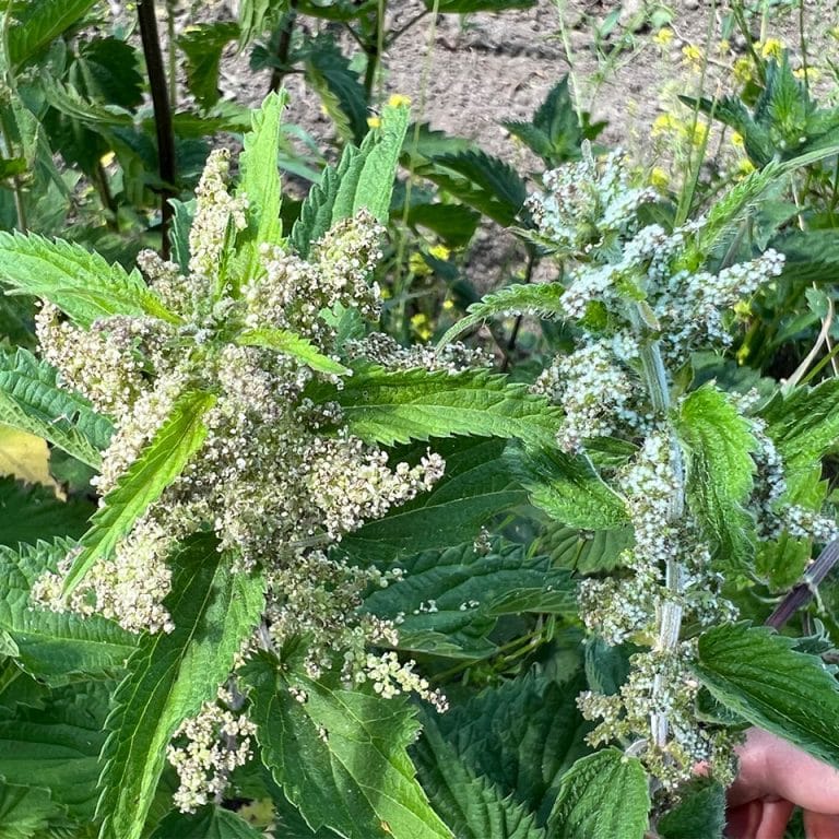 Brennnessel Blüte: Ein Wunder der Natur - Kräuterkeller