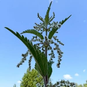 Männliche und weibliche Brennnesseln unterscheiden