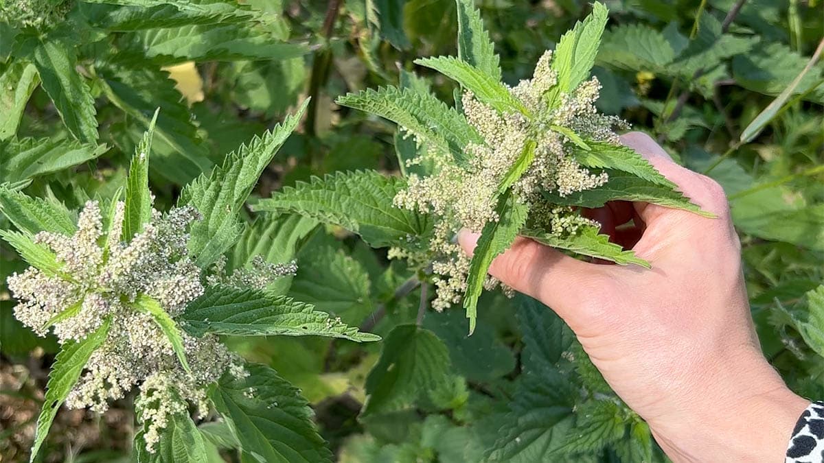 Brennnessel Blüte: Ein Wunder der Natur - Kräuterkeller
