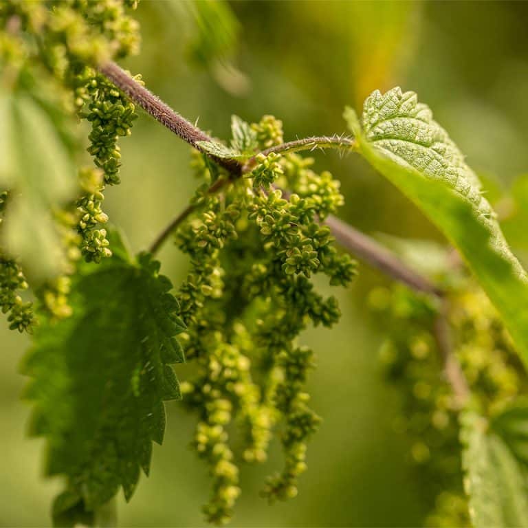 Männliche und weibliche Brennnesseln unterscheiden