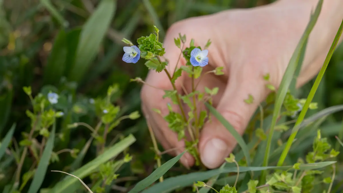 Heilpflanze im Verborgenen: Warum du den Ehrenpreis im Mai keinesfalls ...