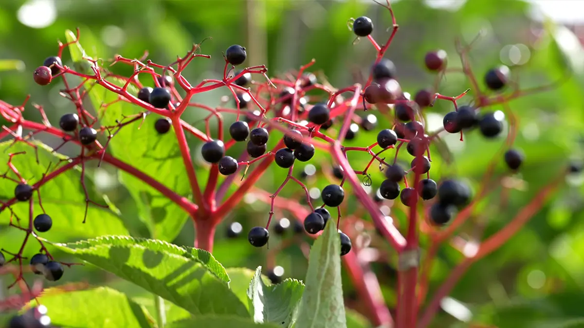 Holunder: So erkennst du, wann er giftig oder essbar ist - Kräuterkeller