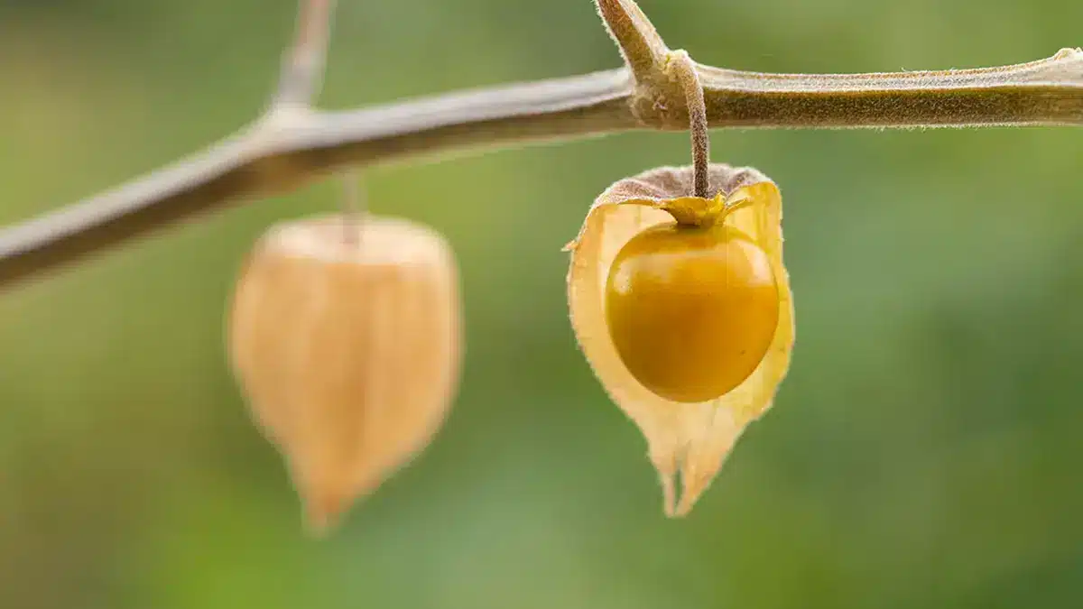 Physalis im September ernten - so schmeckt die exotische Frucht vom ...