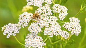 Heilpflanzen zur Wundheilung und Regeneration der Haut - Kräuterkeller