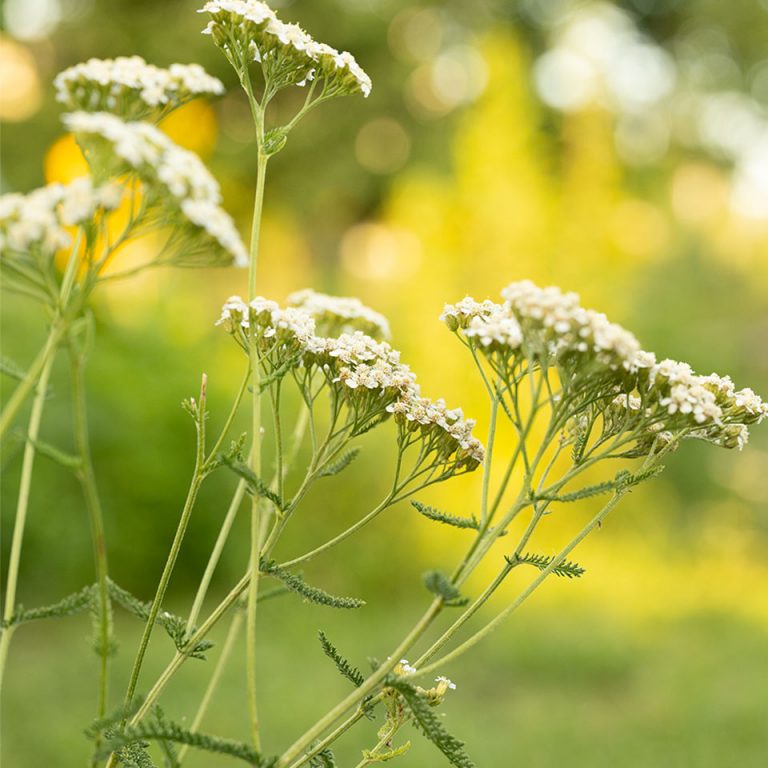 Wann die Milz leidet und wie man sie natürlich unterstützen kann