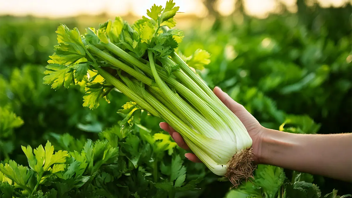 Sellerie: Mehr als Suppengemüse – Rezepte und Hausmittel für deine ...