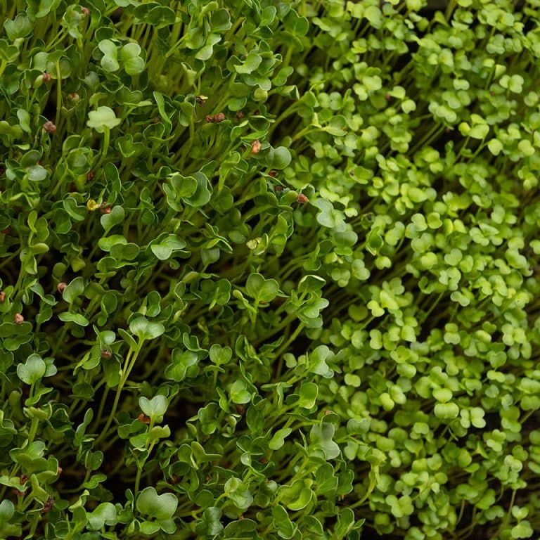 Selbstversorgung mit Sprossen – nährstoffreiche Microgreens selber anbauen