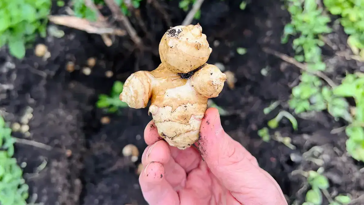 Topinambur im Januar ernten: Einmal pflanzen unendlich ausgraben