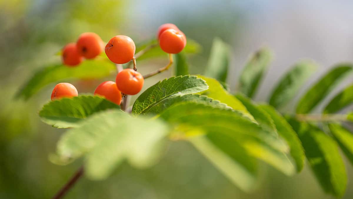 Sind Vogelbeeren im November essbar? So kannst du die Früchte der ...