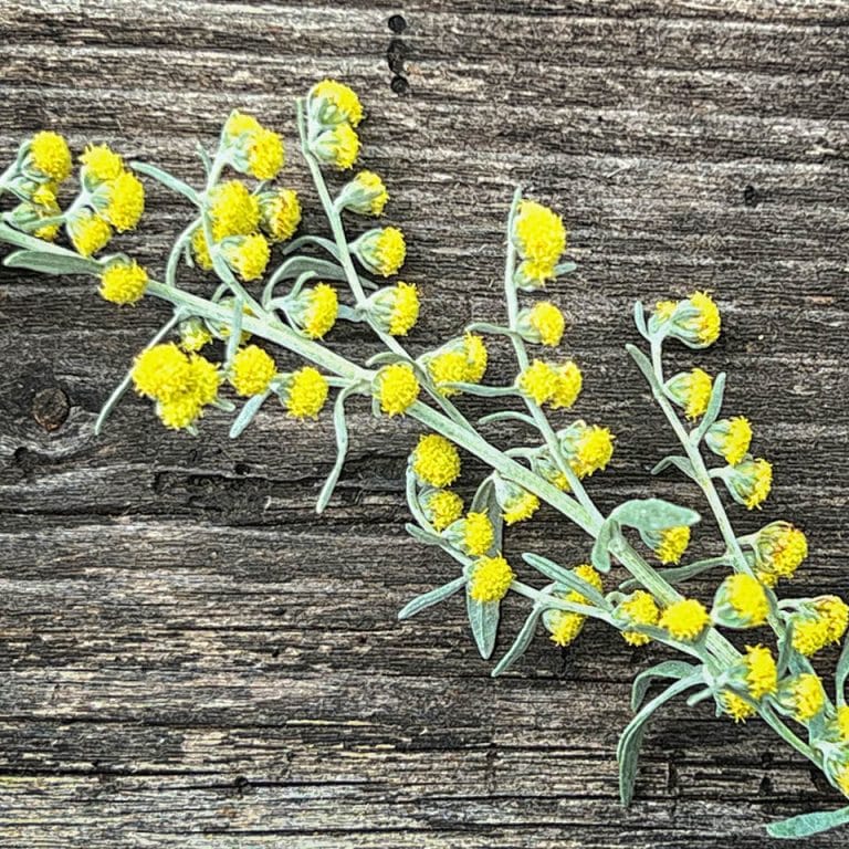Wermut und Beifuß im Vergleich: Welche Heilpflanze überzeugt mehr?
